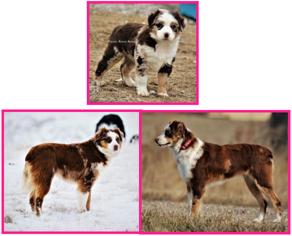 Litter #2-Daisy x Oatis-Ghost Eye Mini Aussies-Available puppies for ...